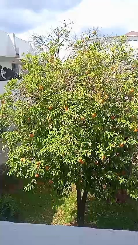 detection d'orange Object Detection Dataset by abcd