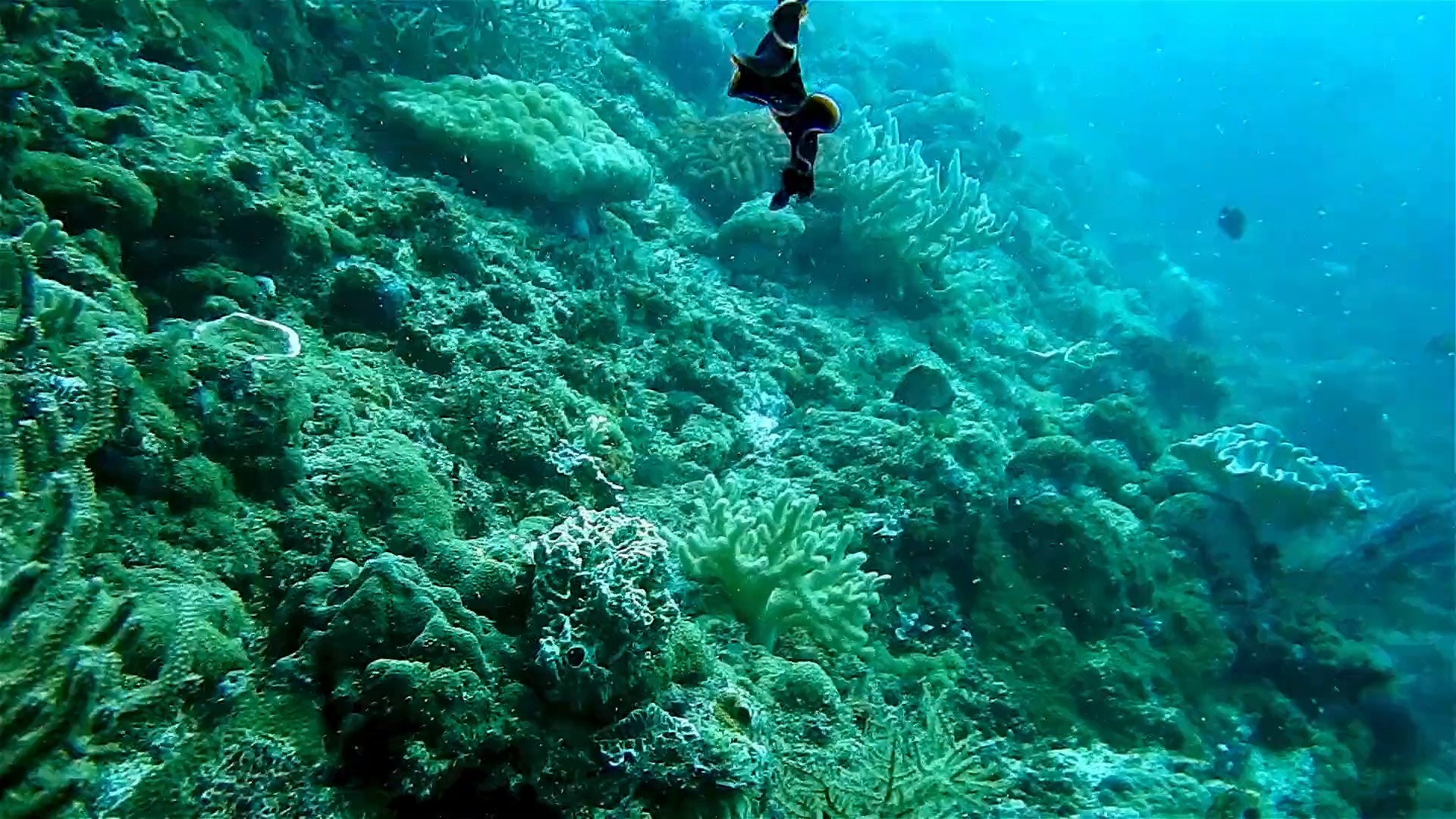 fish-scuba-project Object Detection Dataset and Pre-Trained Model by gearresearchv9