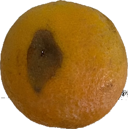 Rot Object Detection Model by Student