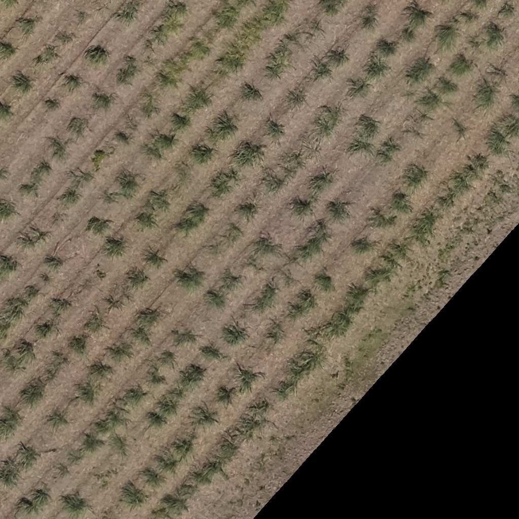 cafecito Object Detection Model by Any