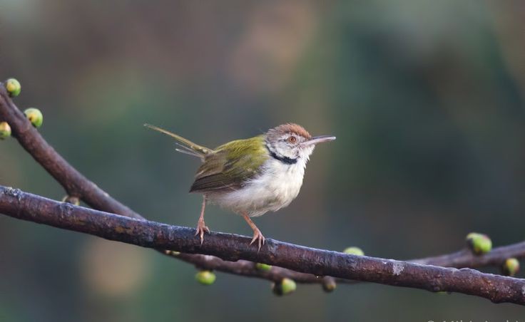 Hama Burung Tahap 2 Object Detection Dataset By Dataset