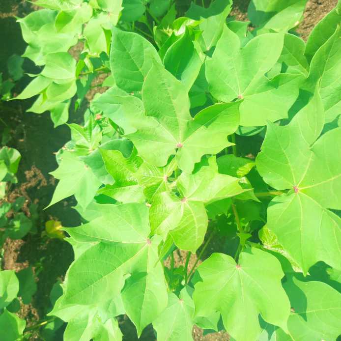 Cotton Disease Detection Classification Dataset by Shubham