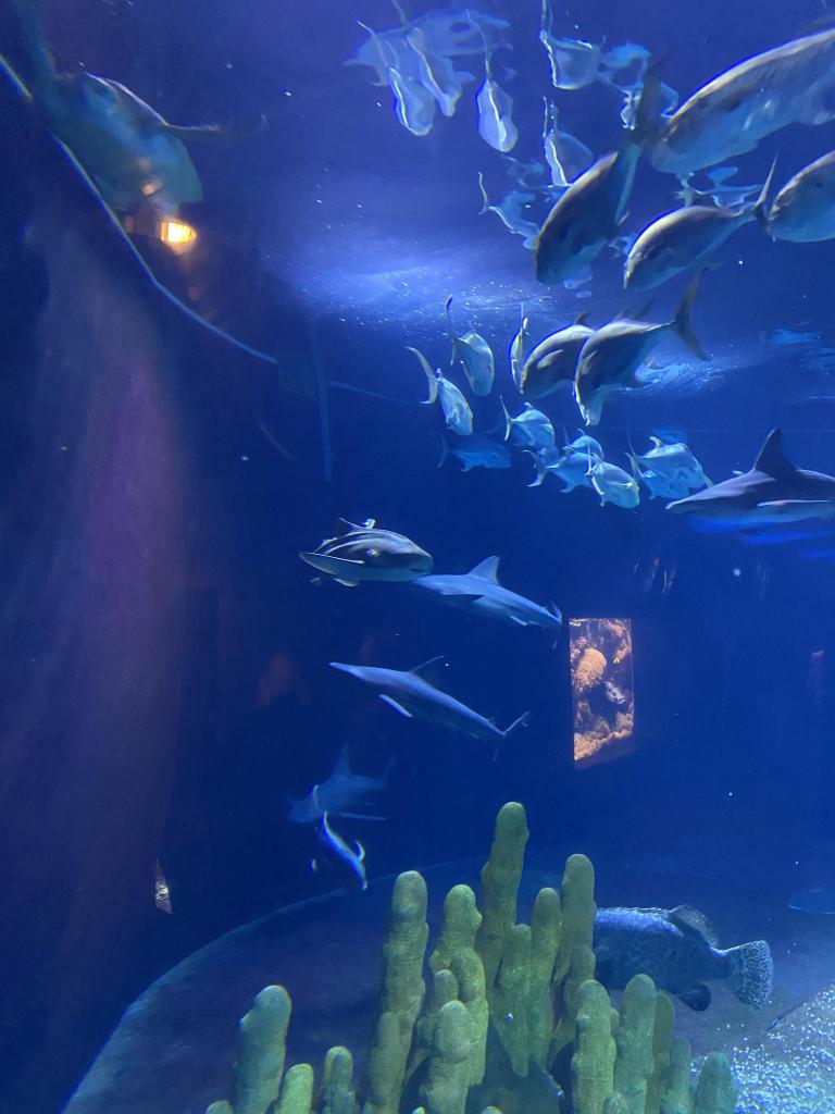 Underwater Detection Orangewood Object Detection Dataset And Pre
