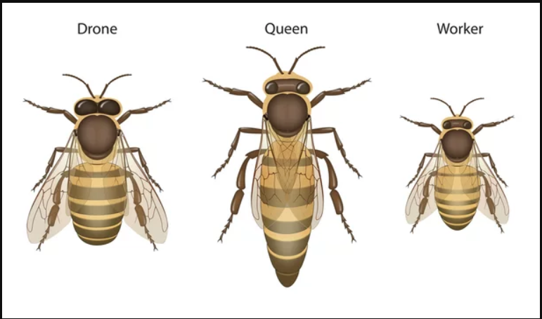 Drone Bee Object Detection Model by Detection