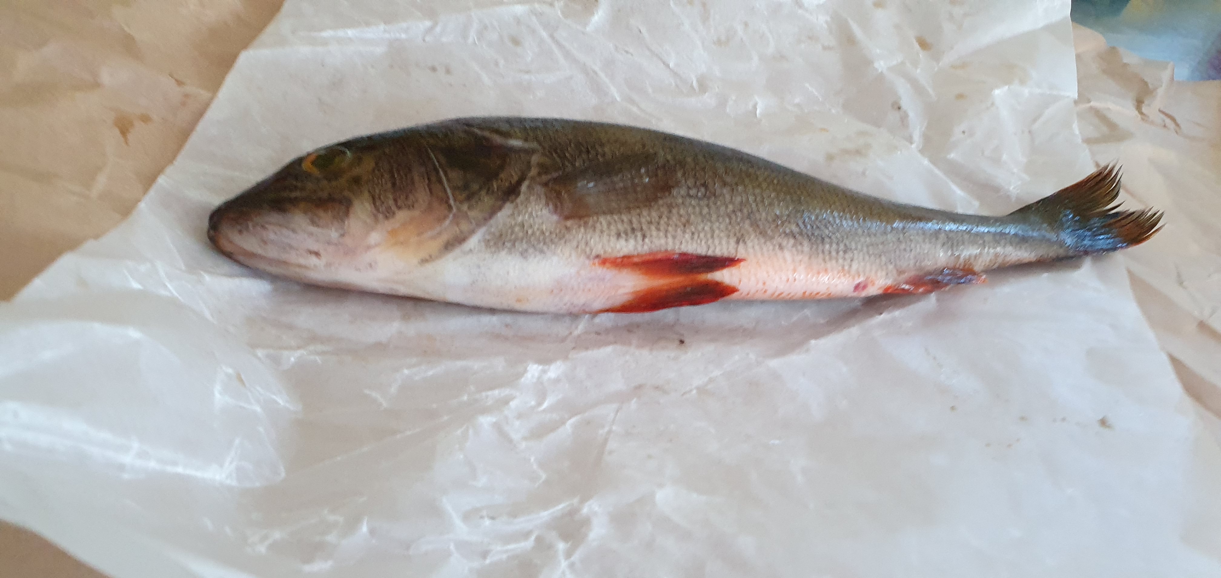 Justus Bergman - Roboflow Universe