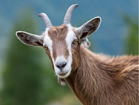 Goat Object Detection Model by padmapriya