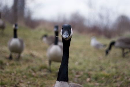 goose Object Detection Model by Goose