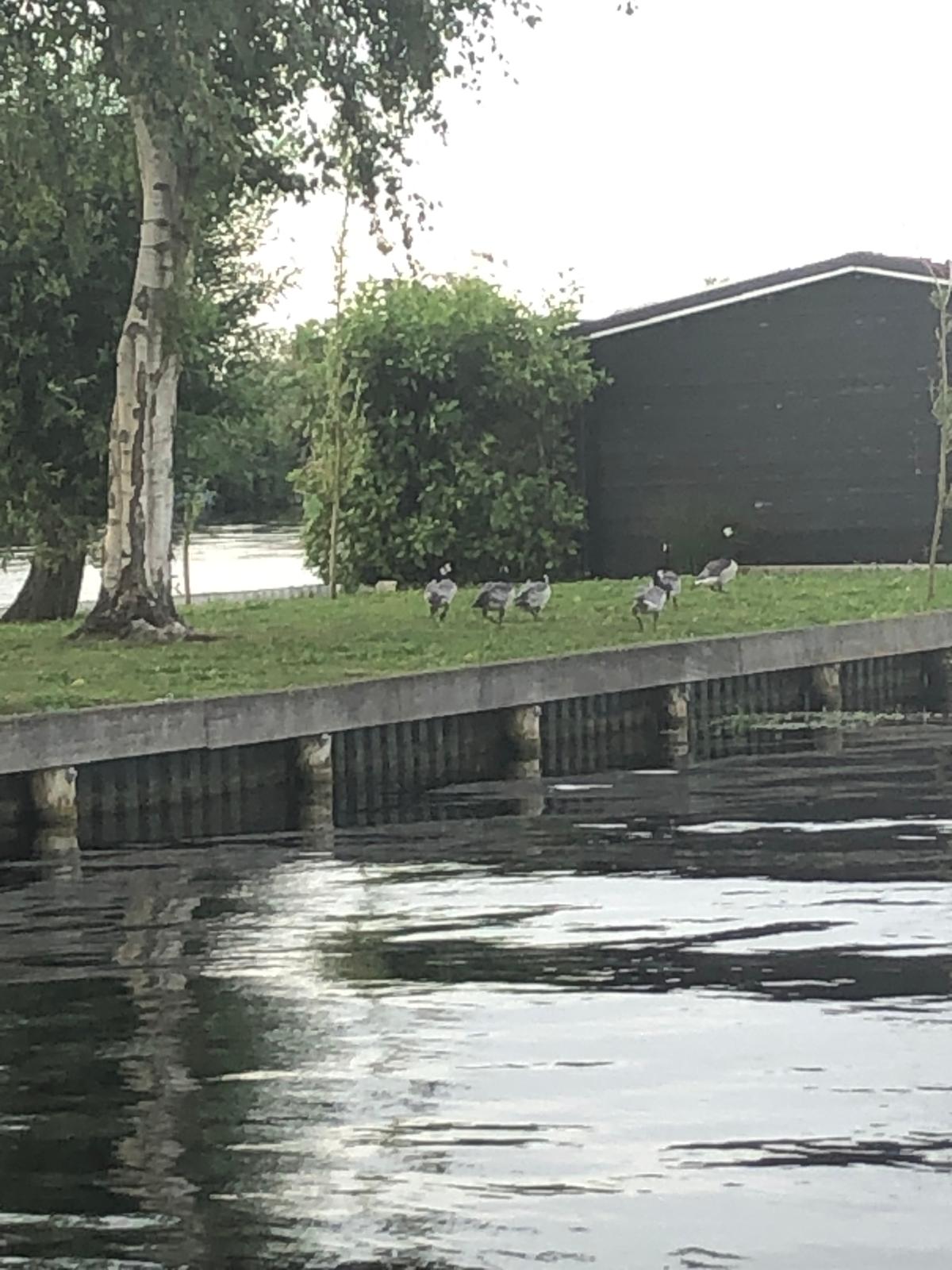 GetYourGoose5 Object Detection Dataset and Pre-Trained Model by Goose