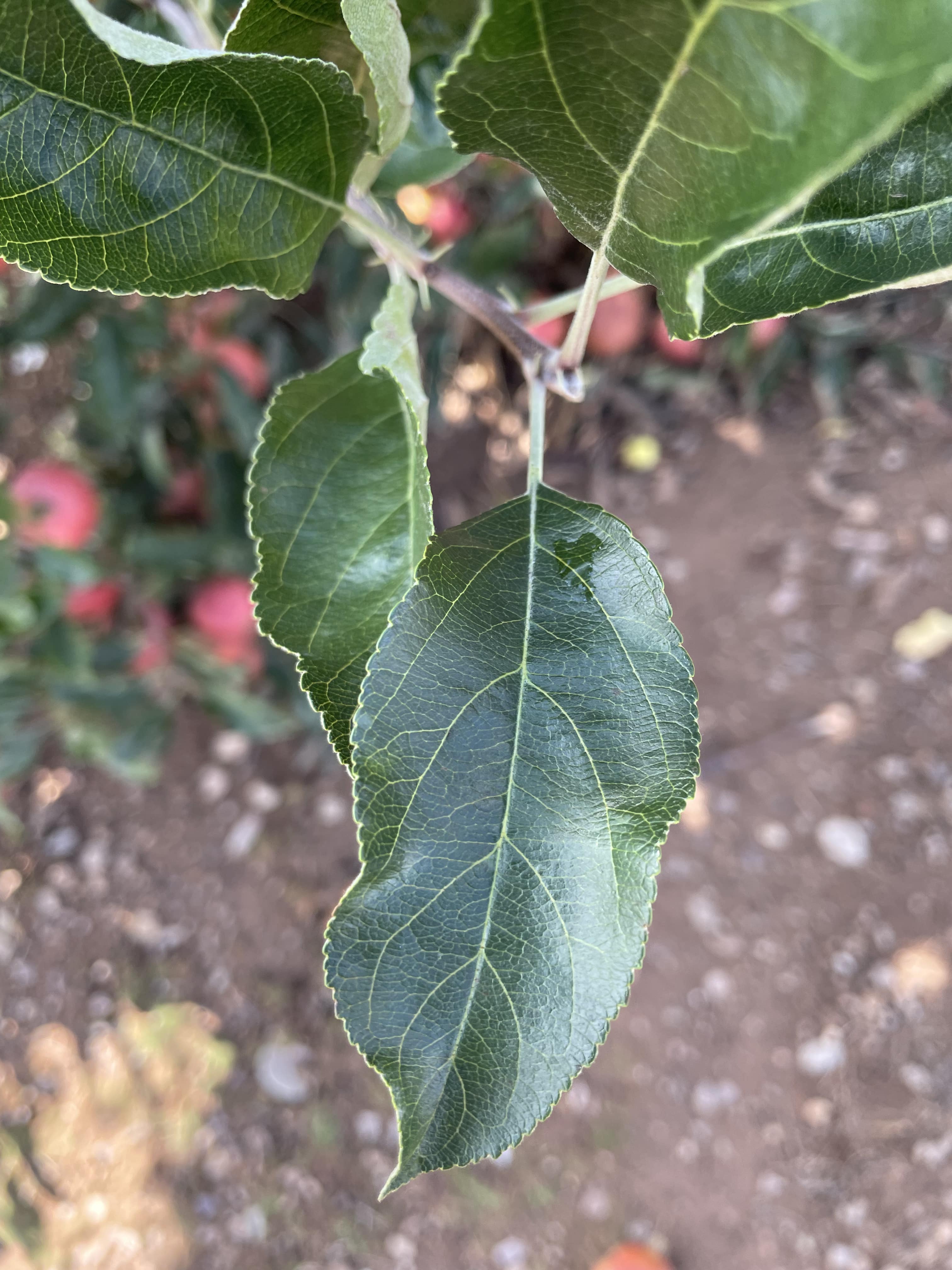 Apple_Leaf_Disease Object Detection Dataset by Penn State University