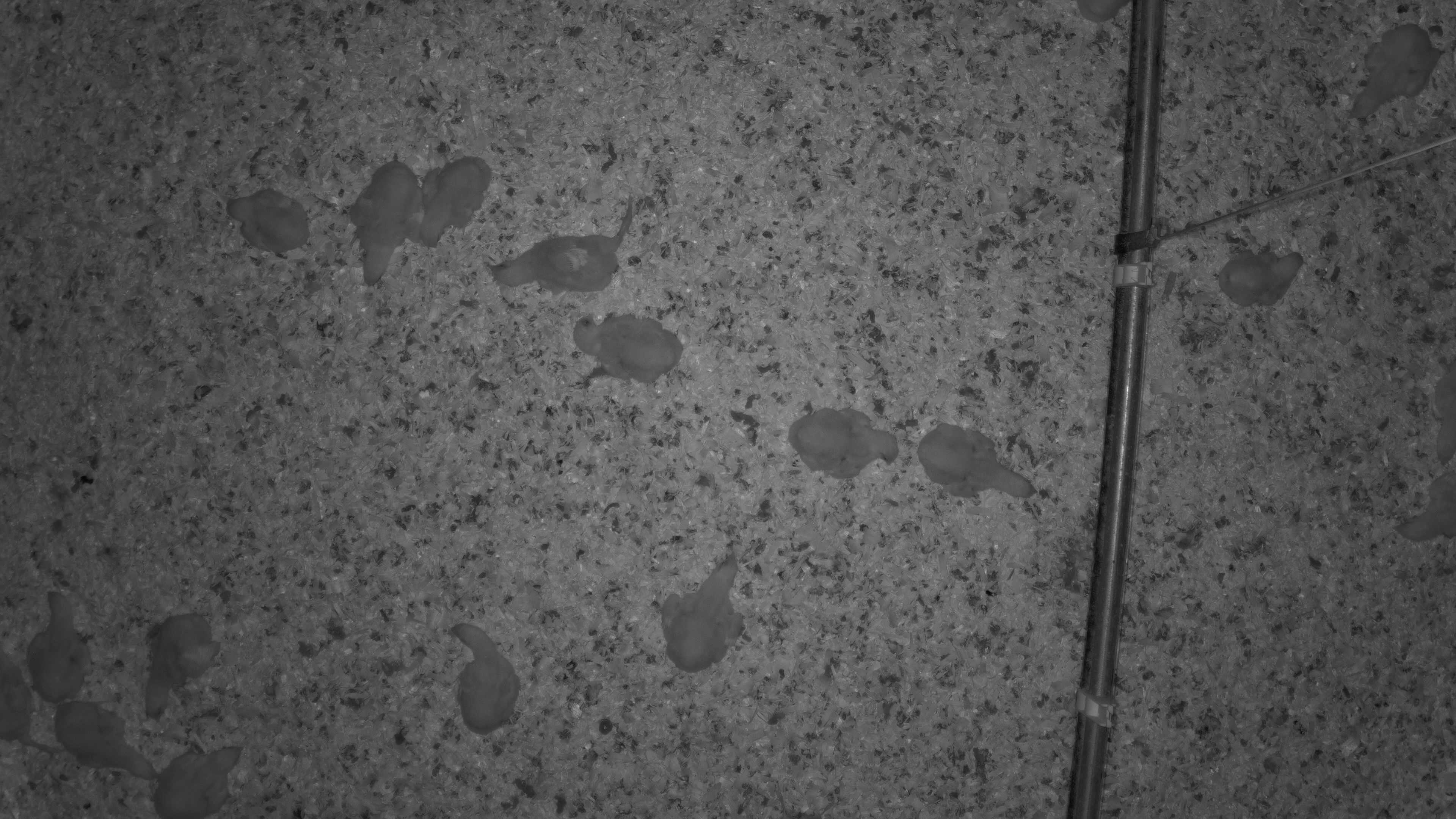 chicken seg Instance Segmentation Dataset and Pre-Trained Model by P1