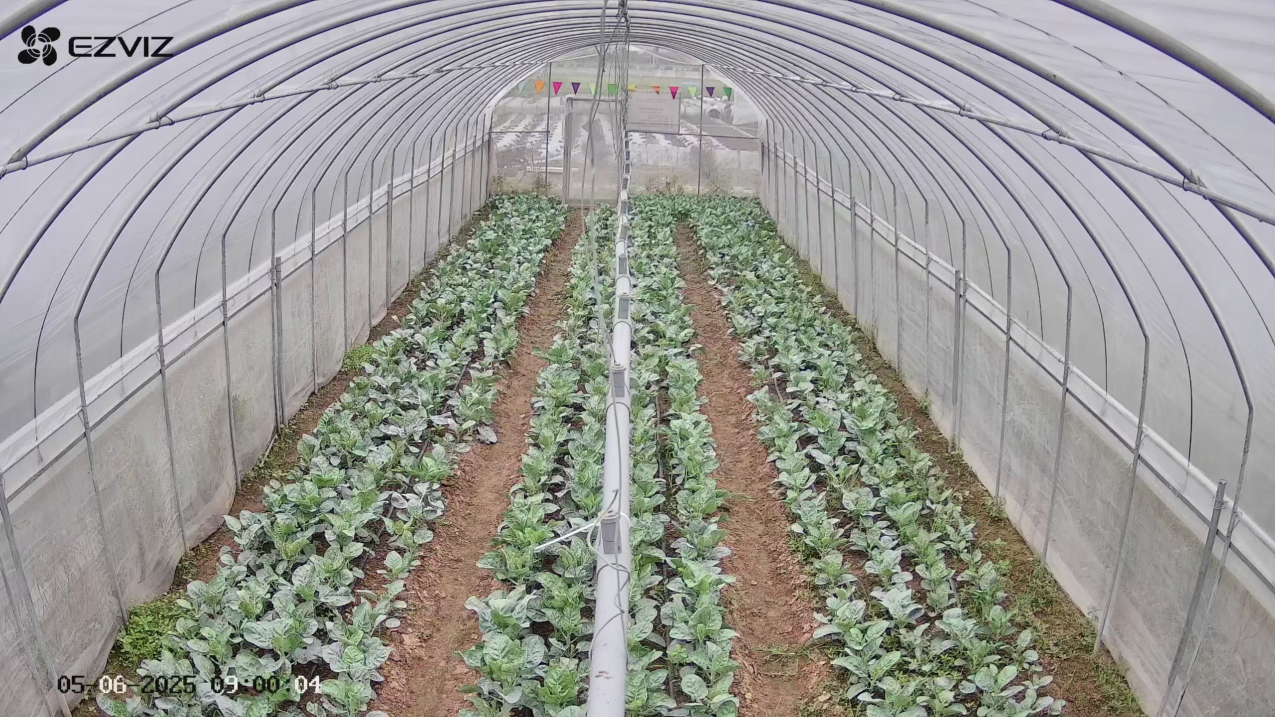 Tree_Soil_Detection Instance Segmentation Dataset and Pre-Trained Model by nongnghiep