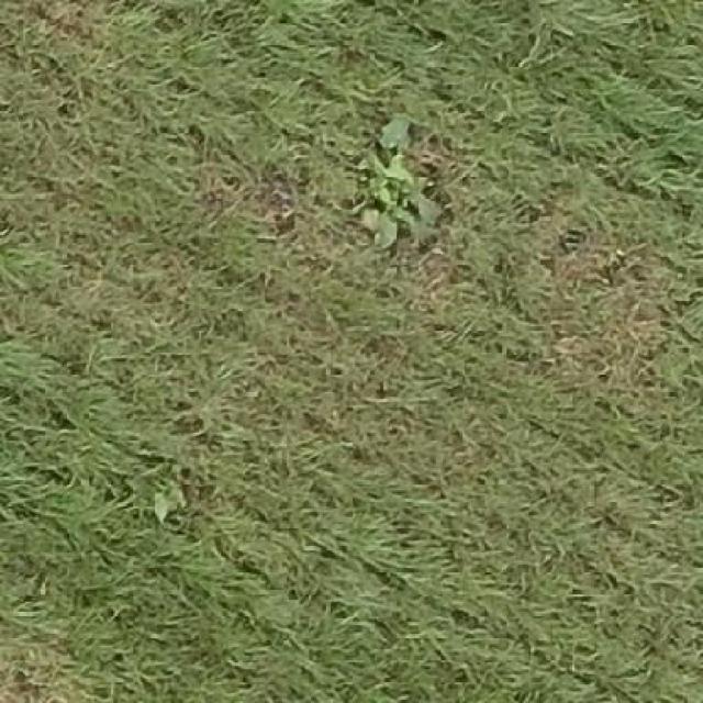 Weed Detection Weed Detection Acoqo Roboflow Universe