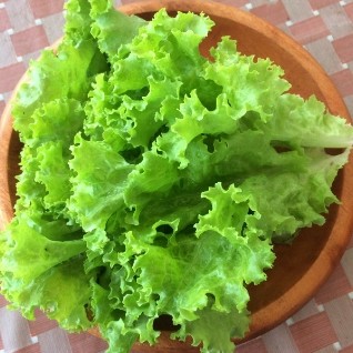 selada Object Detection Model by 23Tiara Anggreyani