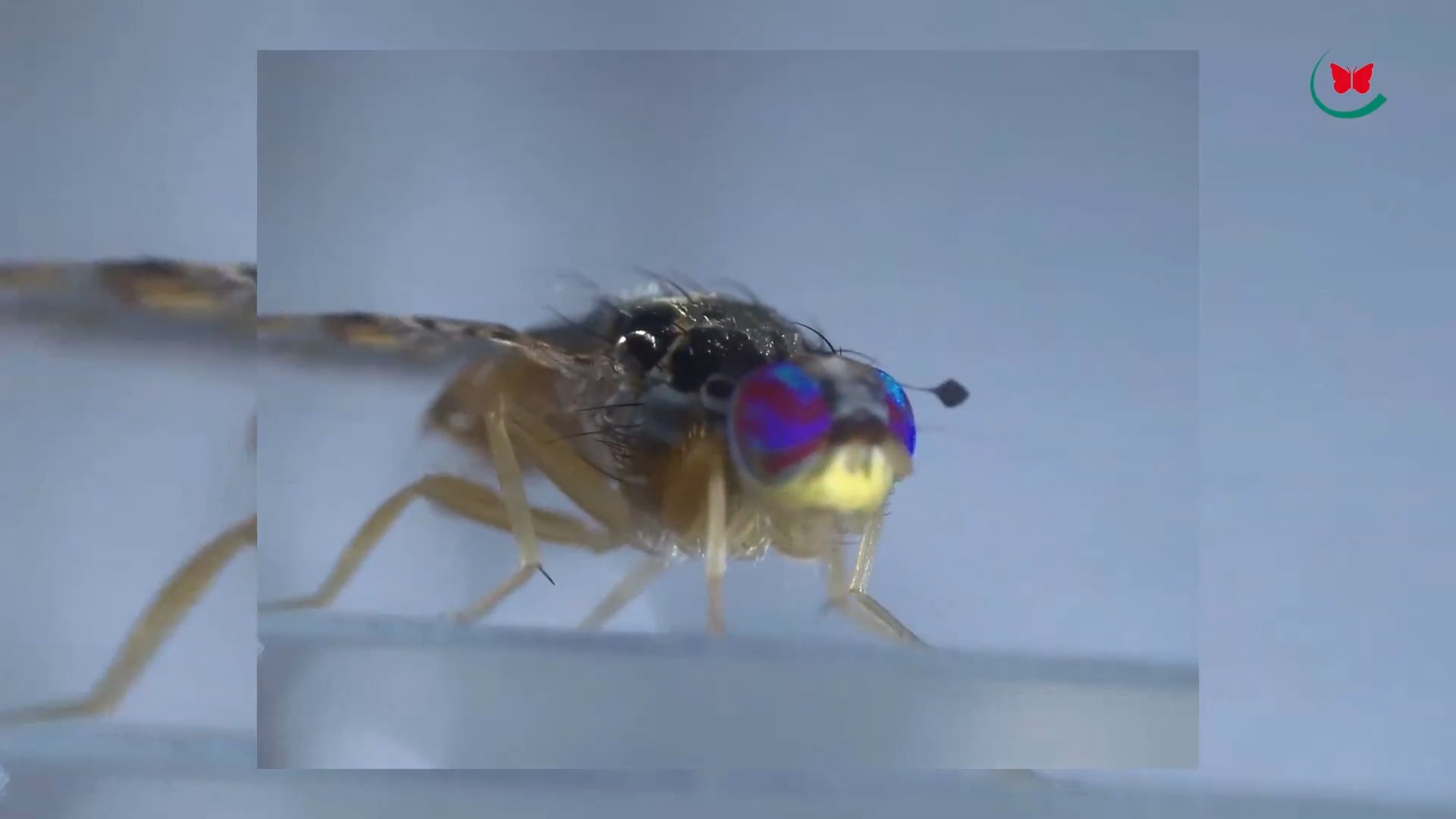 Ceratitis-capitata-dataset Object Detection Dataset by InsectDetection