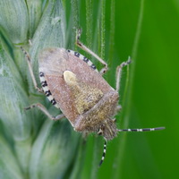 Insect-Detection Object Detection Model by InsectDetection