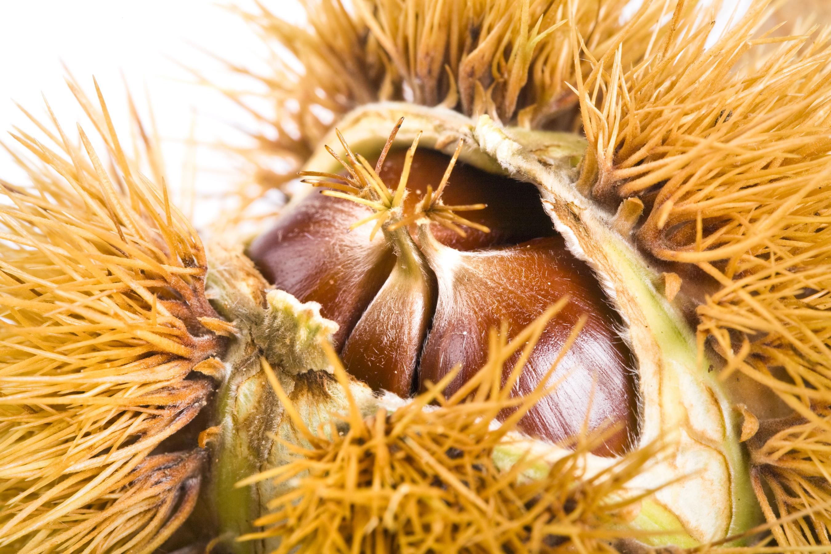 Chestnut Object Detection Dataset by Graduation Project