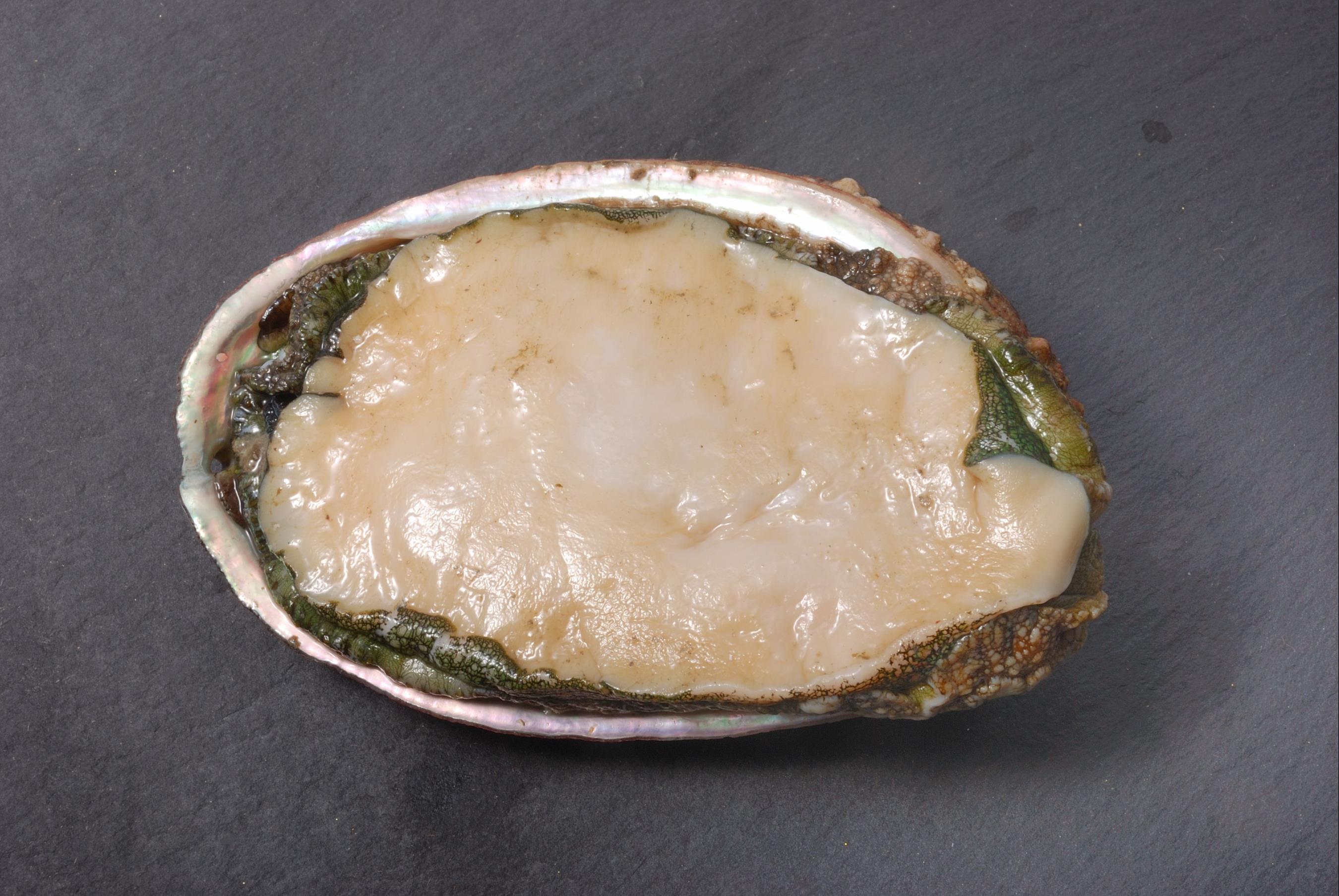 Abalone Object Detection Dataset by Graduation Project