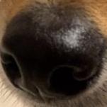 dog (dog-ezkle) - Roboflow Universe