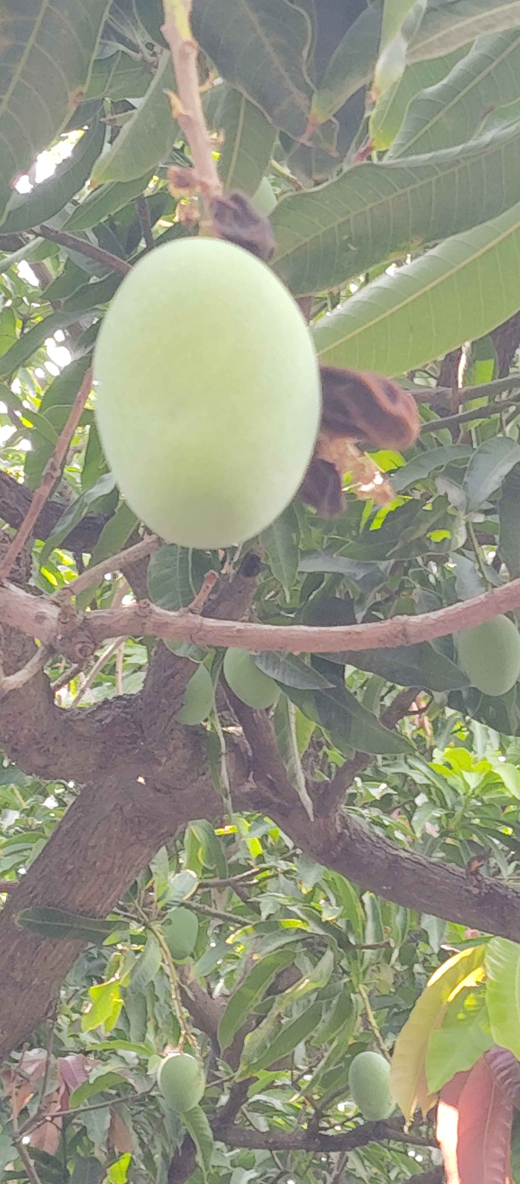 mango_detect Object Detection Dataset by Sapaircave