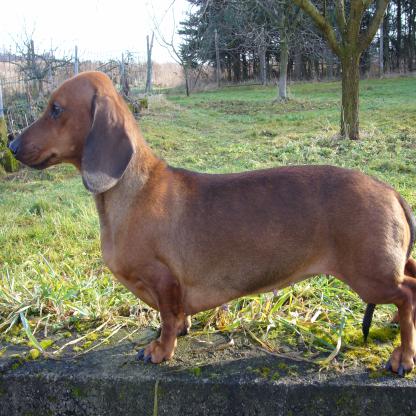 dogs-cat Object Detection Dataset by Augmentation