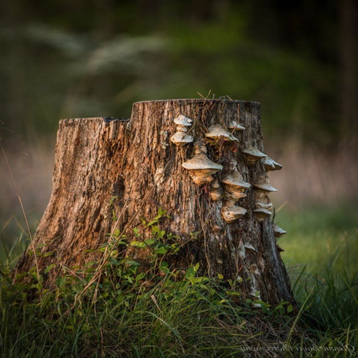 barrier Object Detection Model by Main