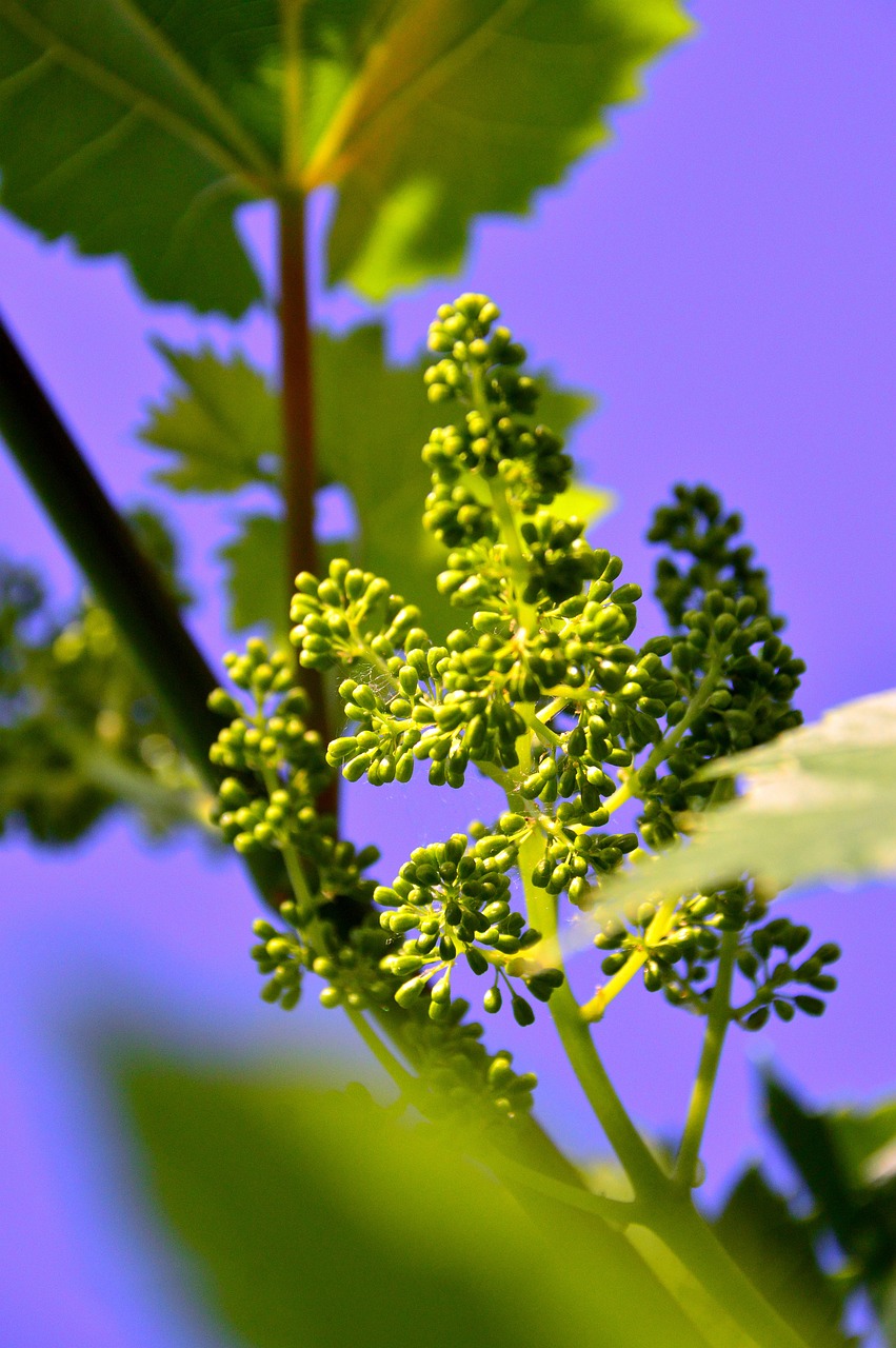 grape flower Object Detection Dataset by shiigu