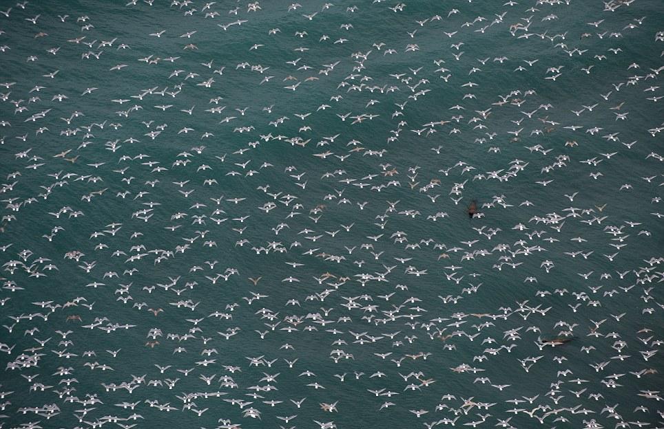 Small Object Detection Dataset By Mytest