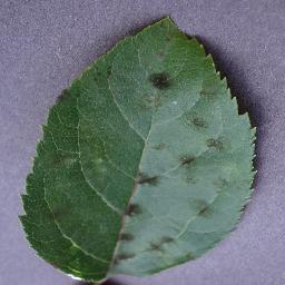 leaves Object Detection Dataset and Pre-Trained Model by leaves