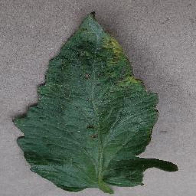 sem-ii-v2-1 Instance Segmentation Dataset and Pre-Trained Model by NITW sem project