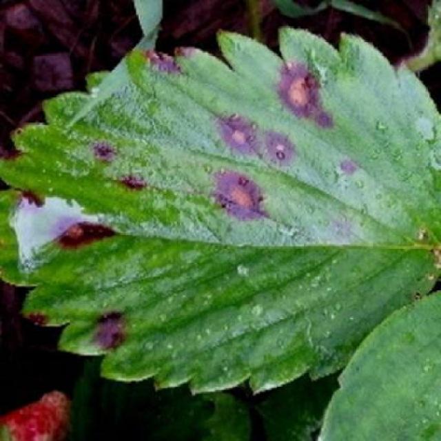 Sem Ii Object Detection Dataset And Pre Trained Model By Nitw Sem Project