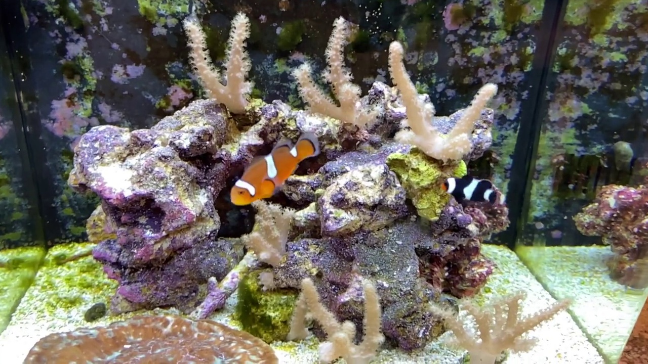 Marine Life Object Detection Dataset by visionandcognitivesystems