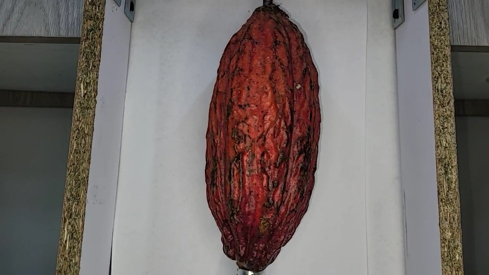 cacao plante test Object Detection Dataset by plante detection