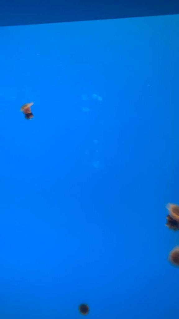 Underwater Object Detection Object Detection Dataset And Pre Trained Model By Underwaterobject