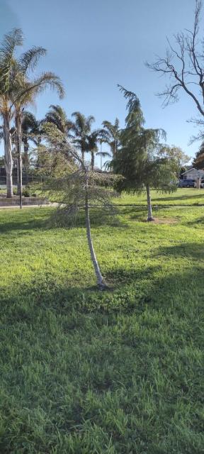 Tree Classifier Object Detection Dataset And Pre Trained Model By
