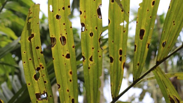 Arecanut leaf diseases Object Detection Model by collegeproject