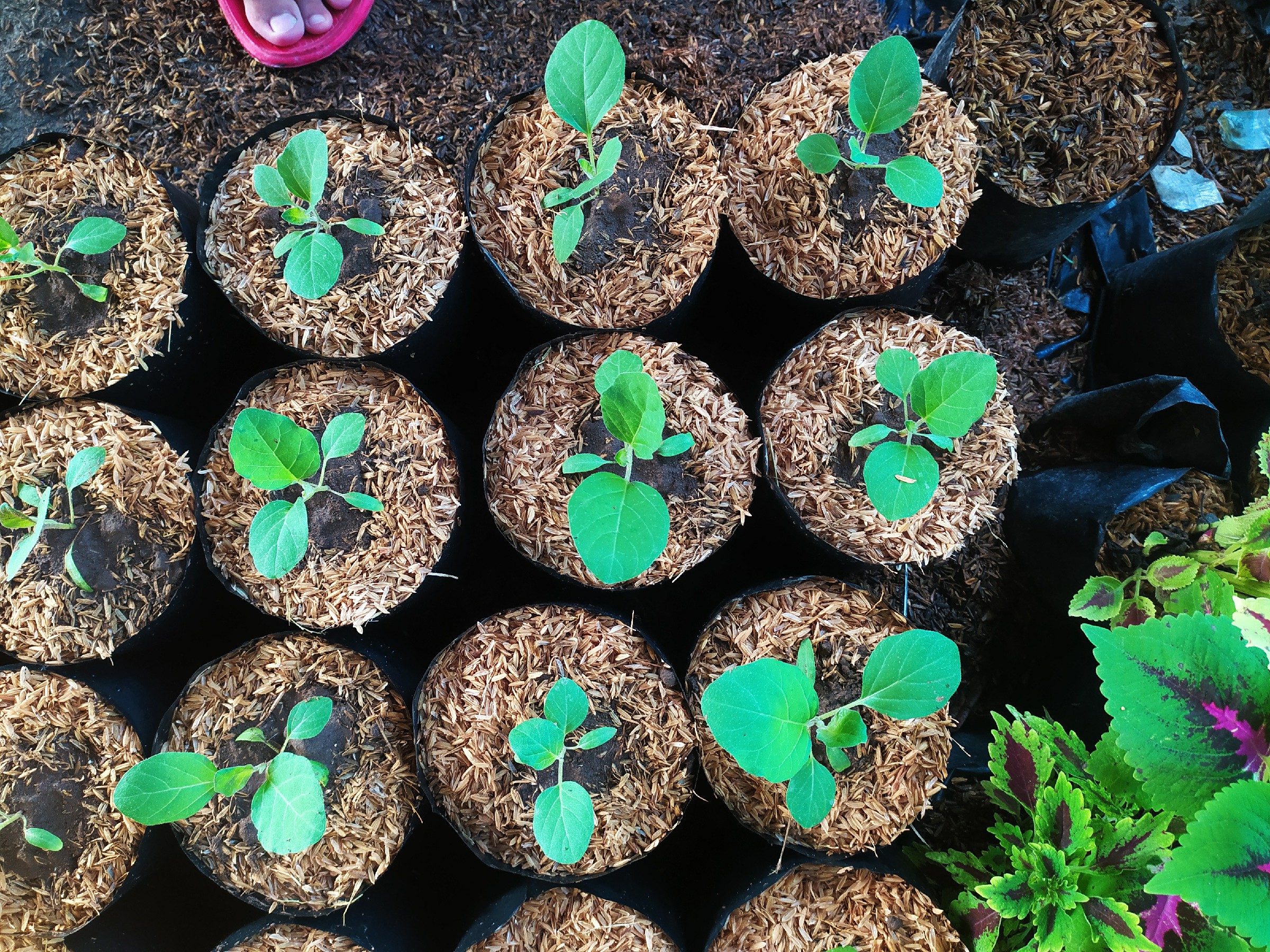 PLANT Object Detection Model by PA2