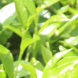 tea_leaves_pose Keypoint Detection Dataset and Pre-Trained Model by yolov8teaplucking