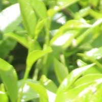 How to Use the tea_leaves Instance Segmentation API