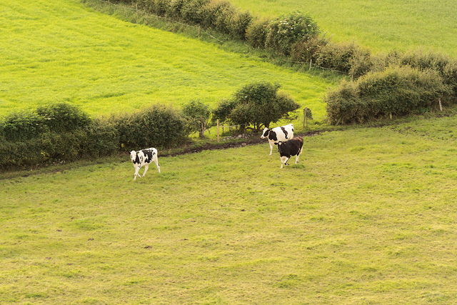 Cow Object Detection Dataset and Pre-Trained Model by labelimg