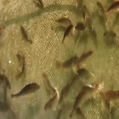 Deepfish Detection Object Detection Model by fuzhou university