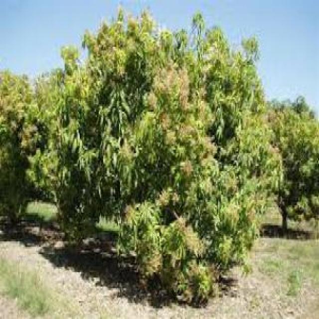 Trees_big Object Detection Dataset by asd