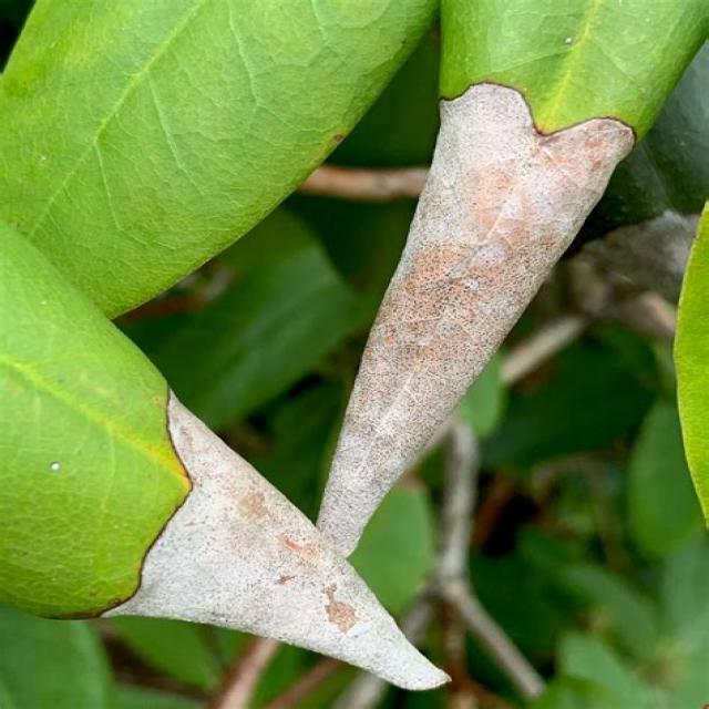 leaf Object Detection Dataset and Pre-Trained Model by yolo