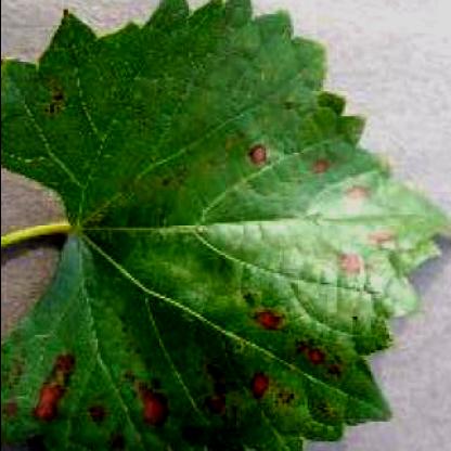 leaf Object Detection Dataset by yolo