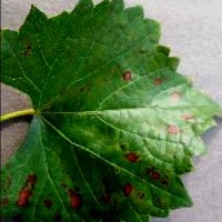 yolo (yolo-0qx2l) - Roboflow Universe