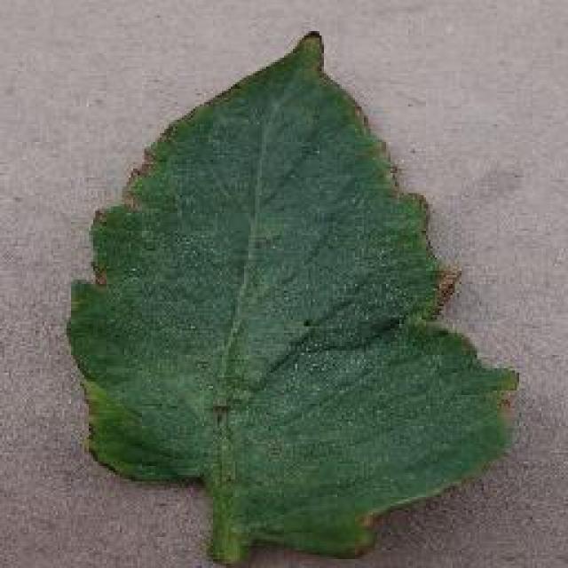 leaf2 Object Detection Model by yolo