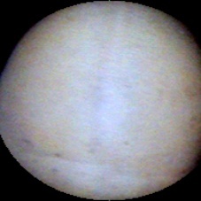 pure Object Detection Dataset by Soybean