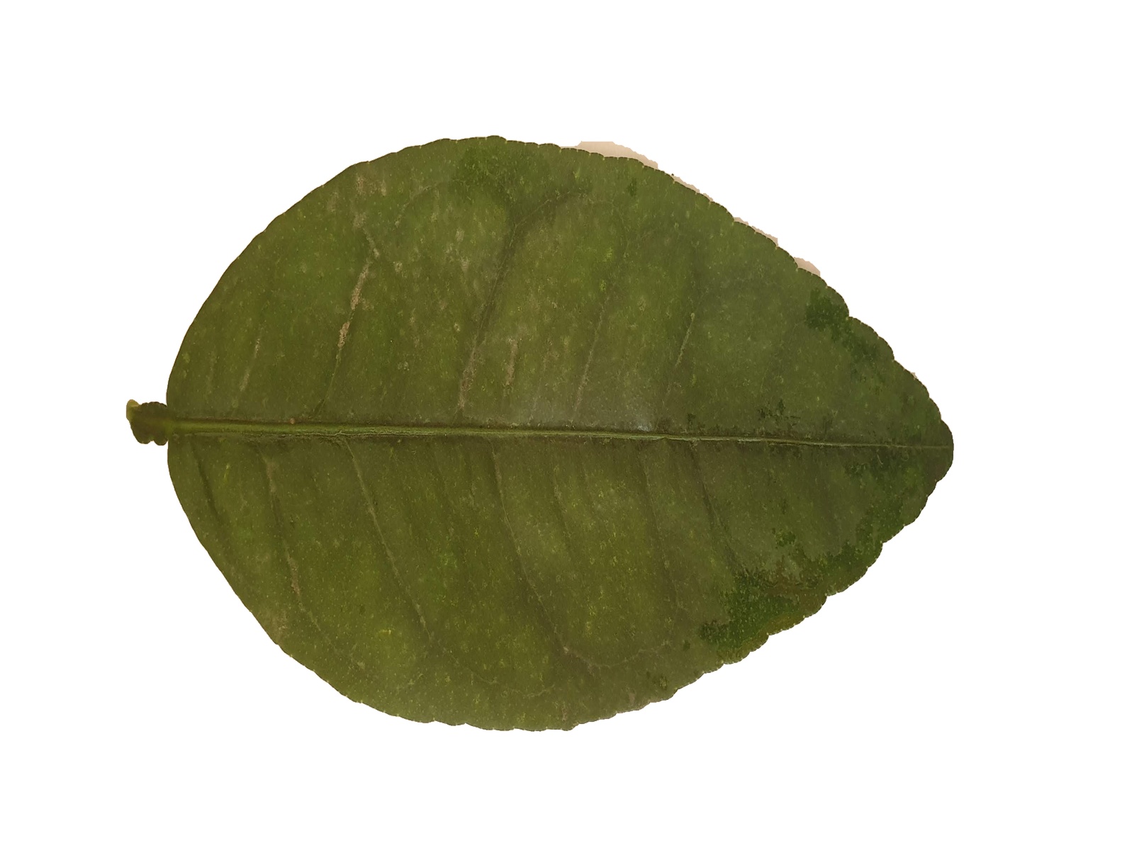 herb finder Object Detection Model by PSG COLLEGE OF TECHNOLOGYH