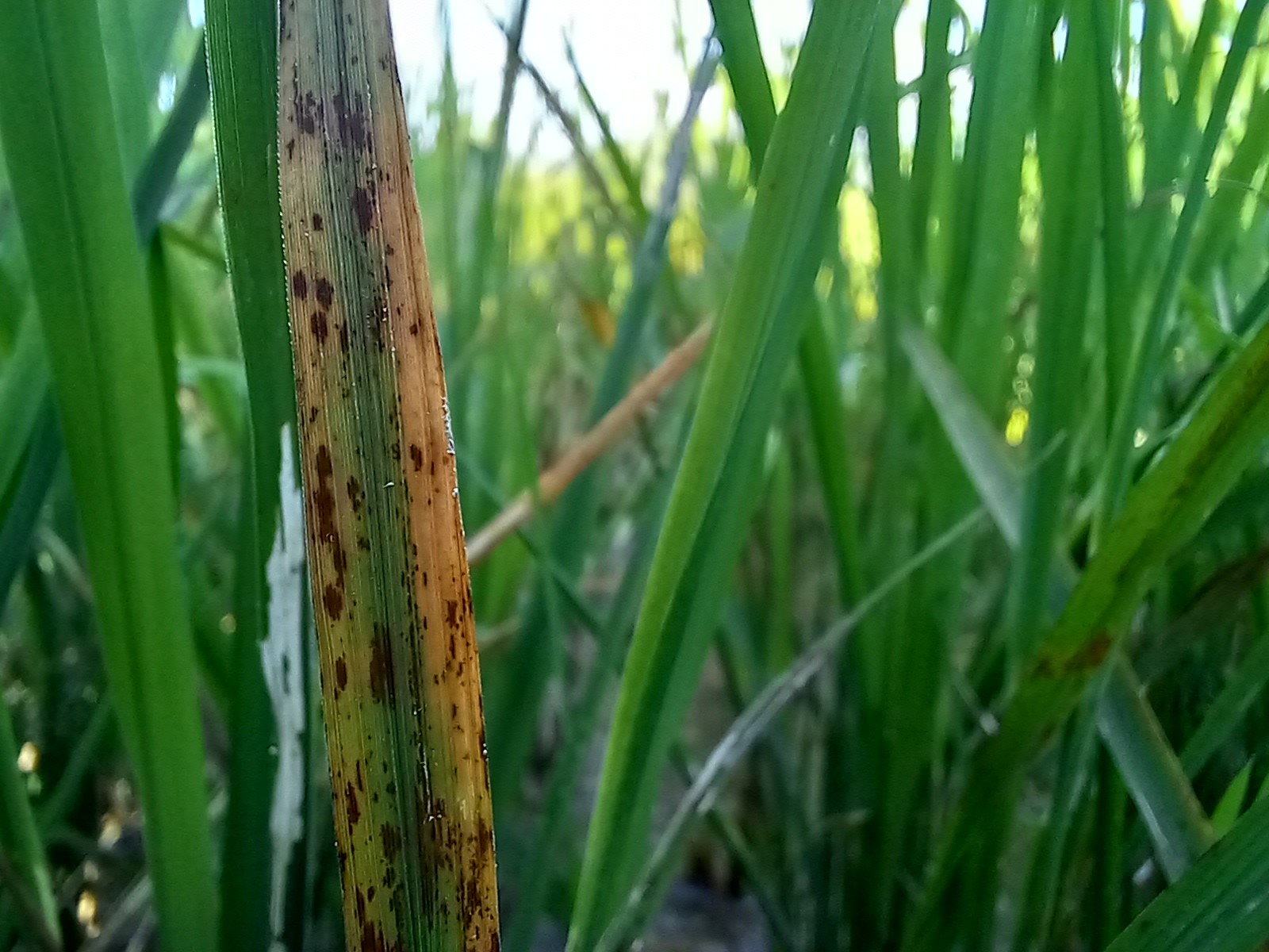 Riceleaf Detectionclassification Object Detection Dataset By Sourceerror 7003