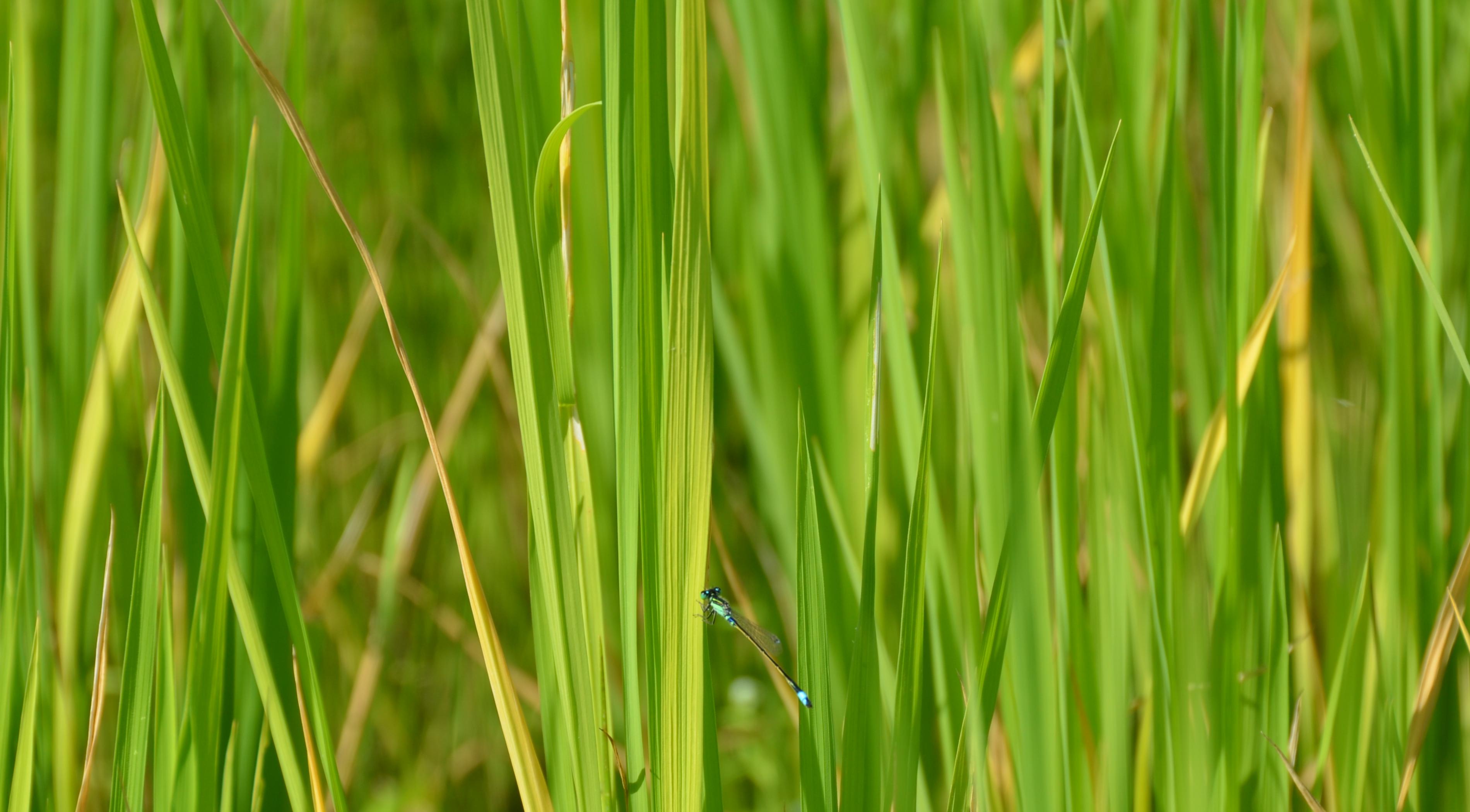 Object Detection Rice Leaf Diseases Object Detection Dataset By Sourceerror
