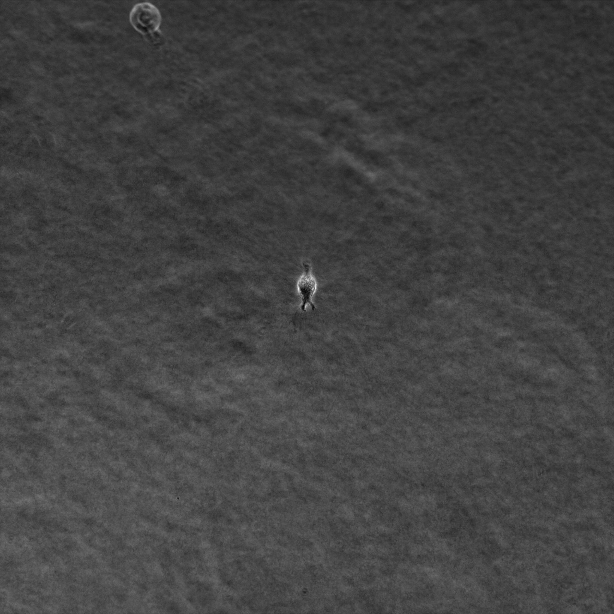 autocell2 Instance Segmentation Model by cell
